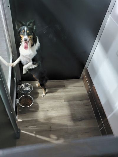 Boarding Customs | Canine Castle Tx