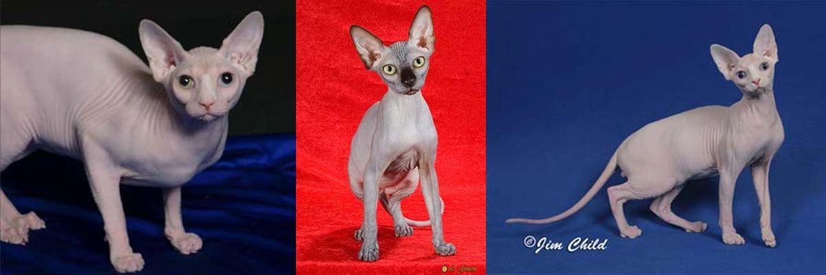 Acrobatkitty - Breeder of Sphynx and Bambino kittens.