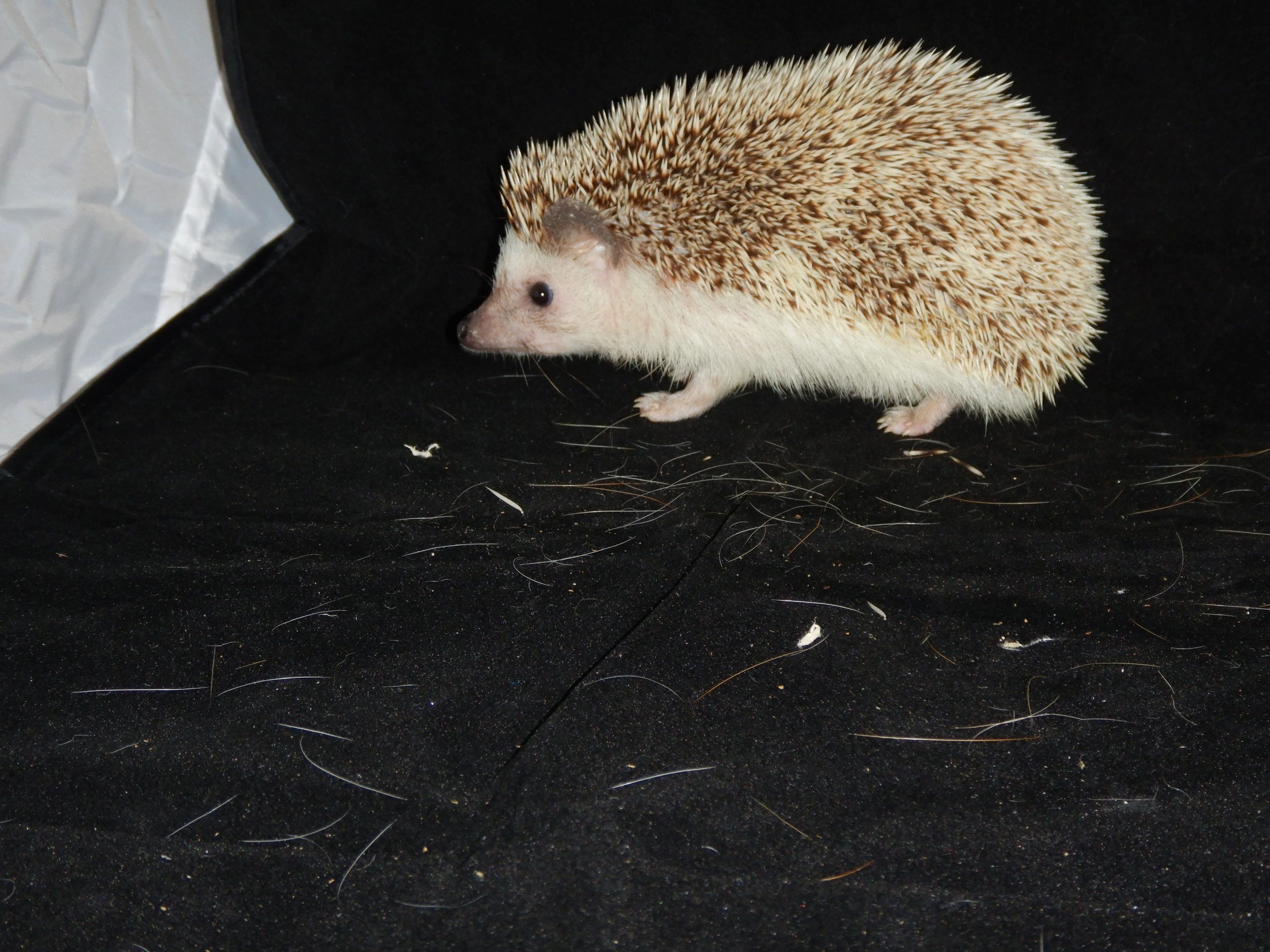 Jayden's Jungle Exotic Pets Inc