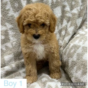 Find Your Perfect Goldendoodle at Howl's Poodle And Doodles