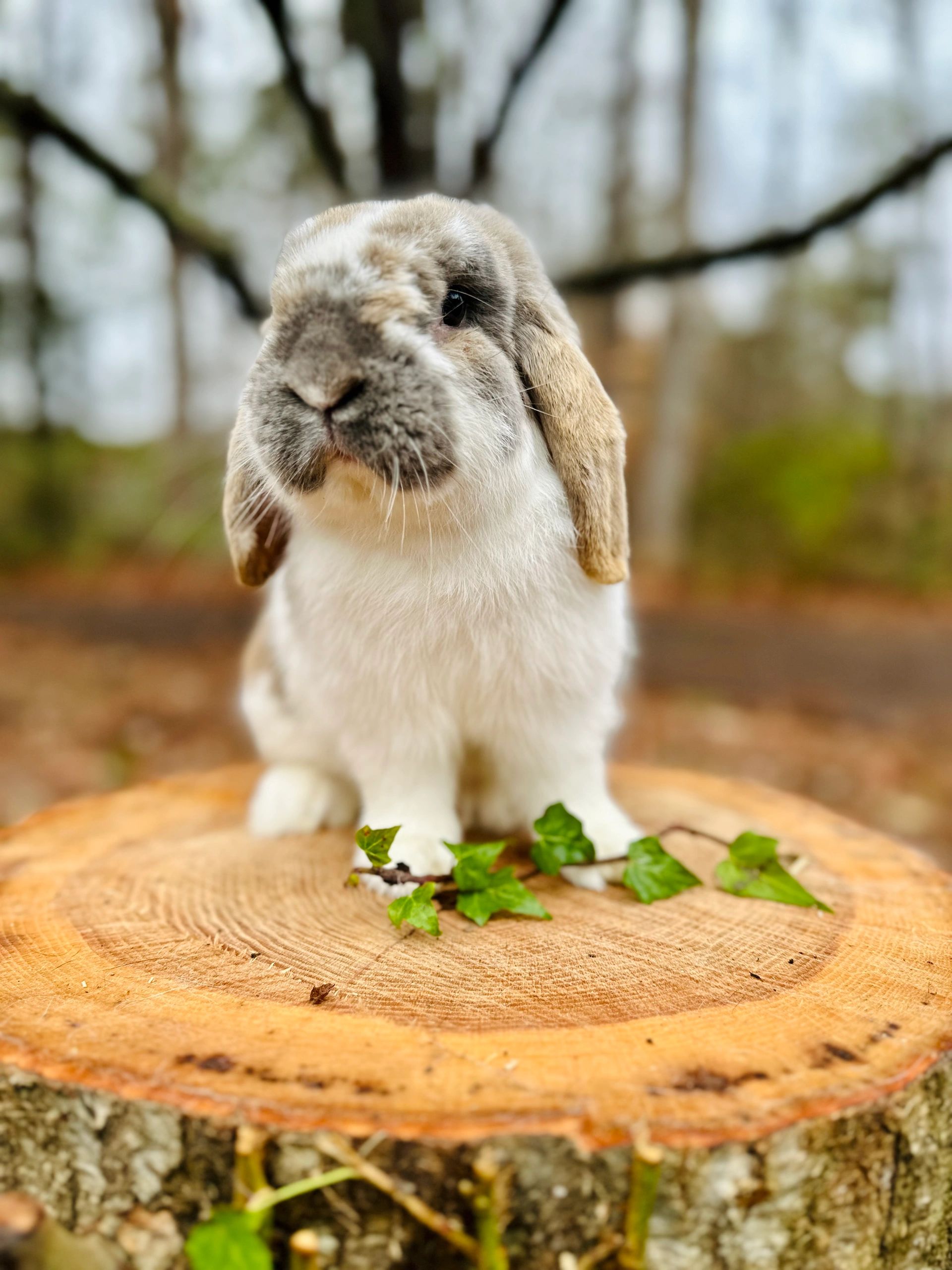 Magnolia Blossom Lops - Rabbit, Breeder, Bunnies