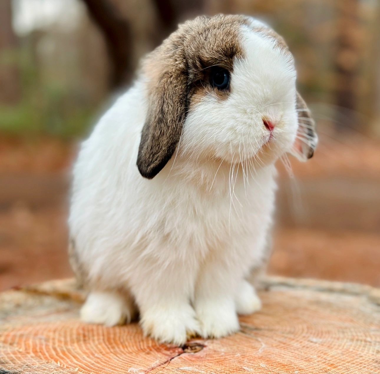 Magnolia Blossom Lops - Rabbit, Breeder, Bunnies