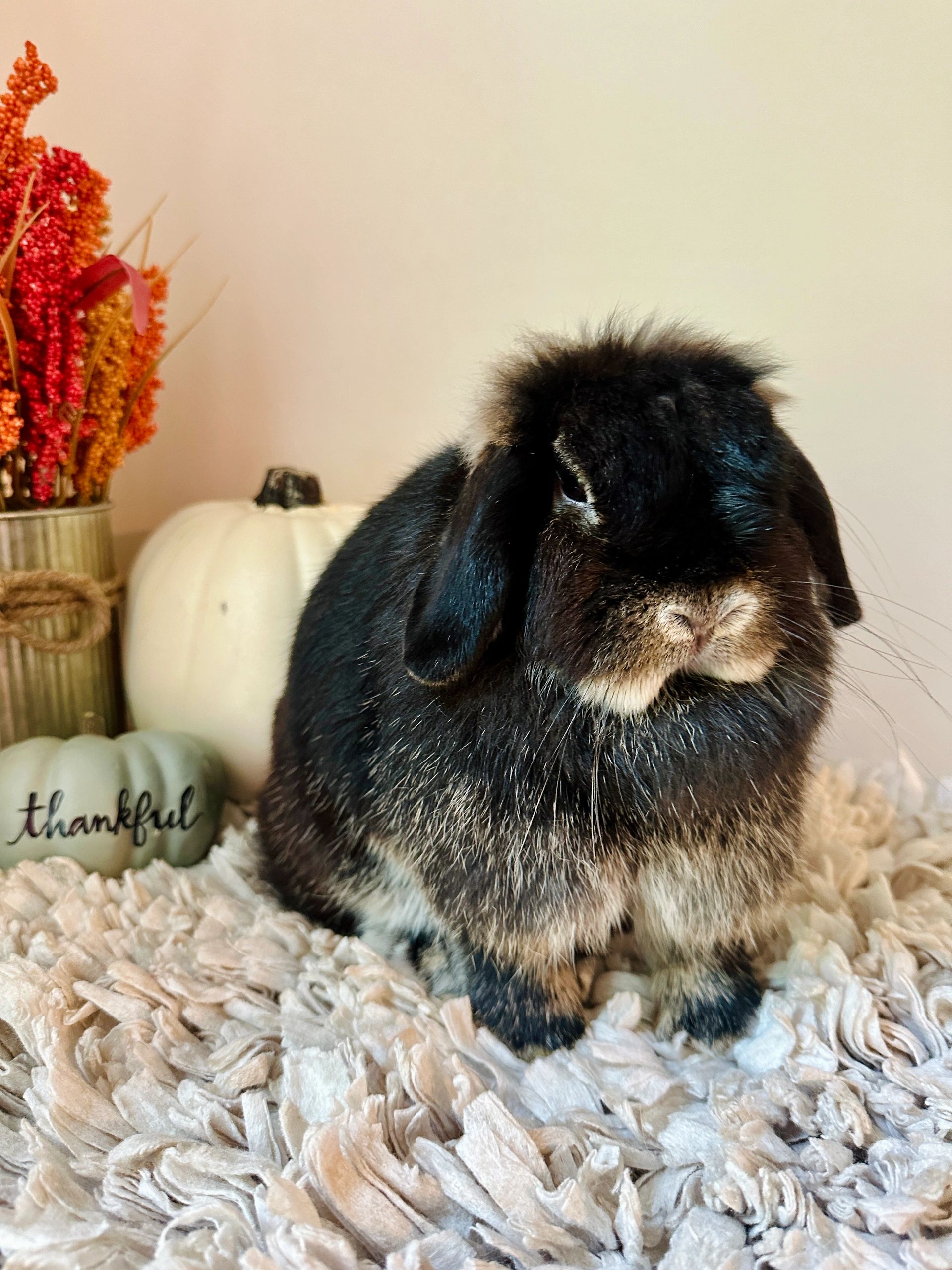 Magnolia Blossom Lops - Rabbit, Breeder, Bunnies
