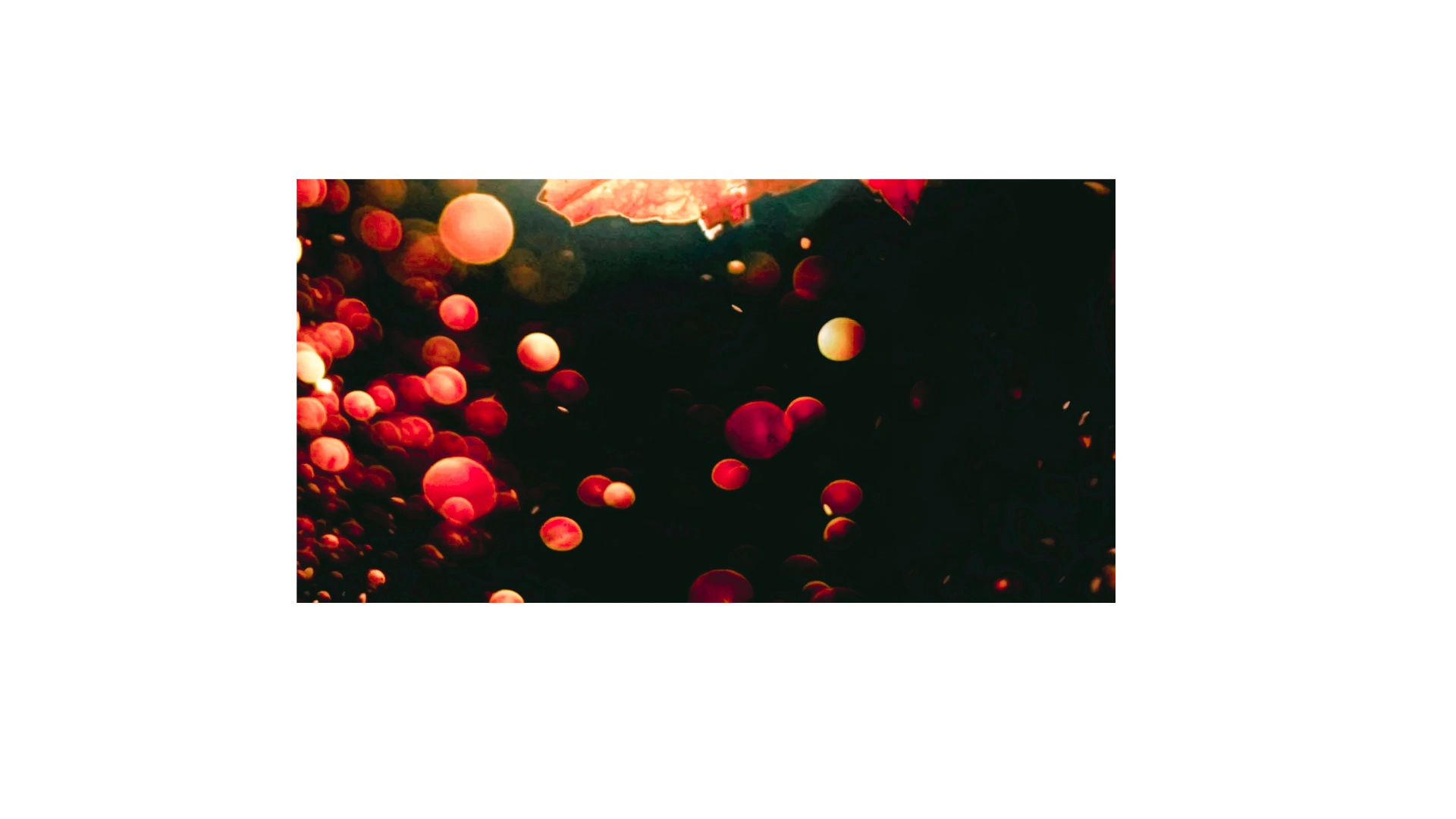 Astrachem Pharma Pvt Ltd