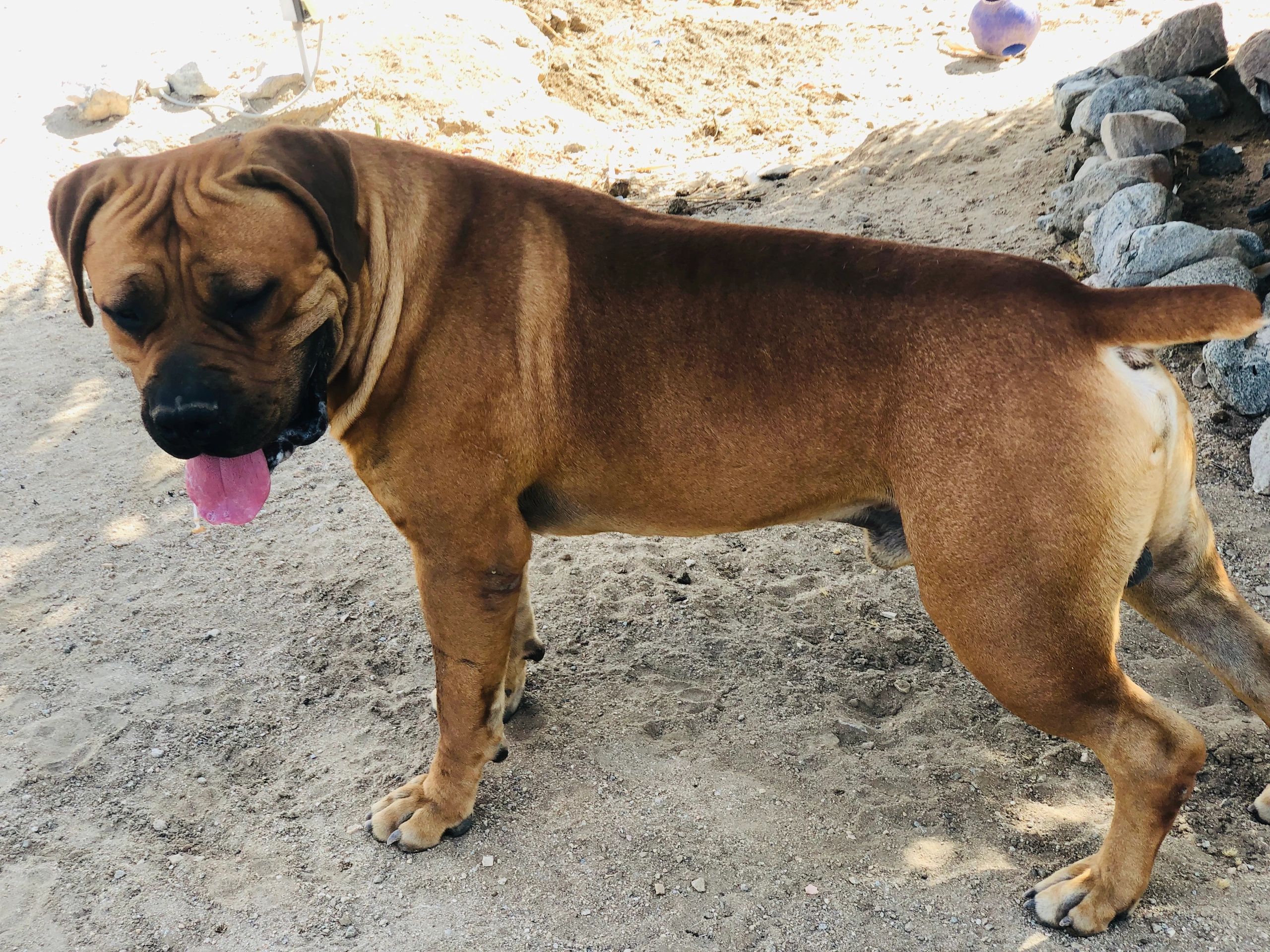 So Cal Boerboels - Dog Breeder, Boerboels, Puppies, Dog Breeder