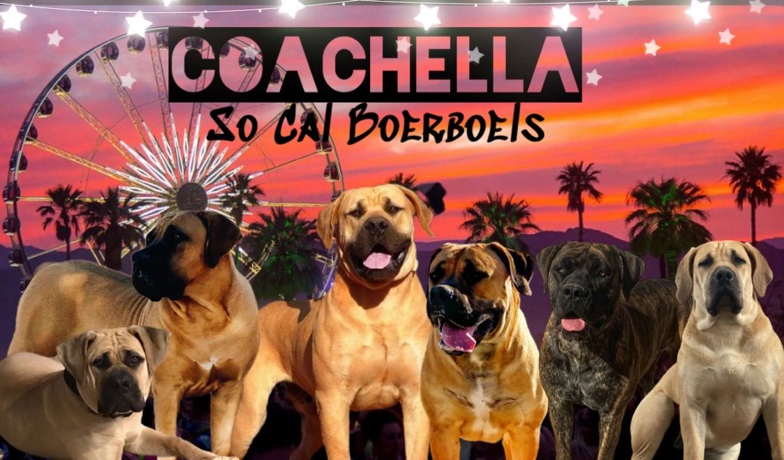So Cal Boerboels - Dog Breeder, Boerboels, Puppies, Dog Breeder