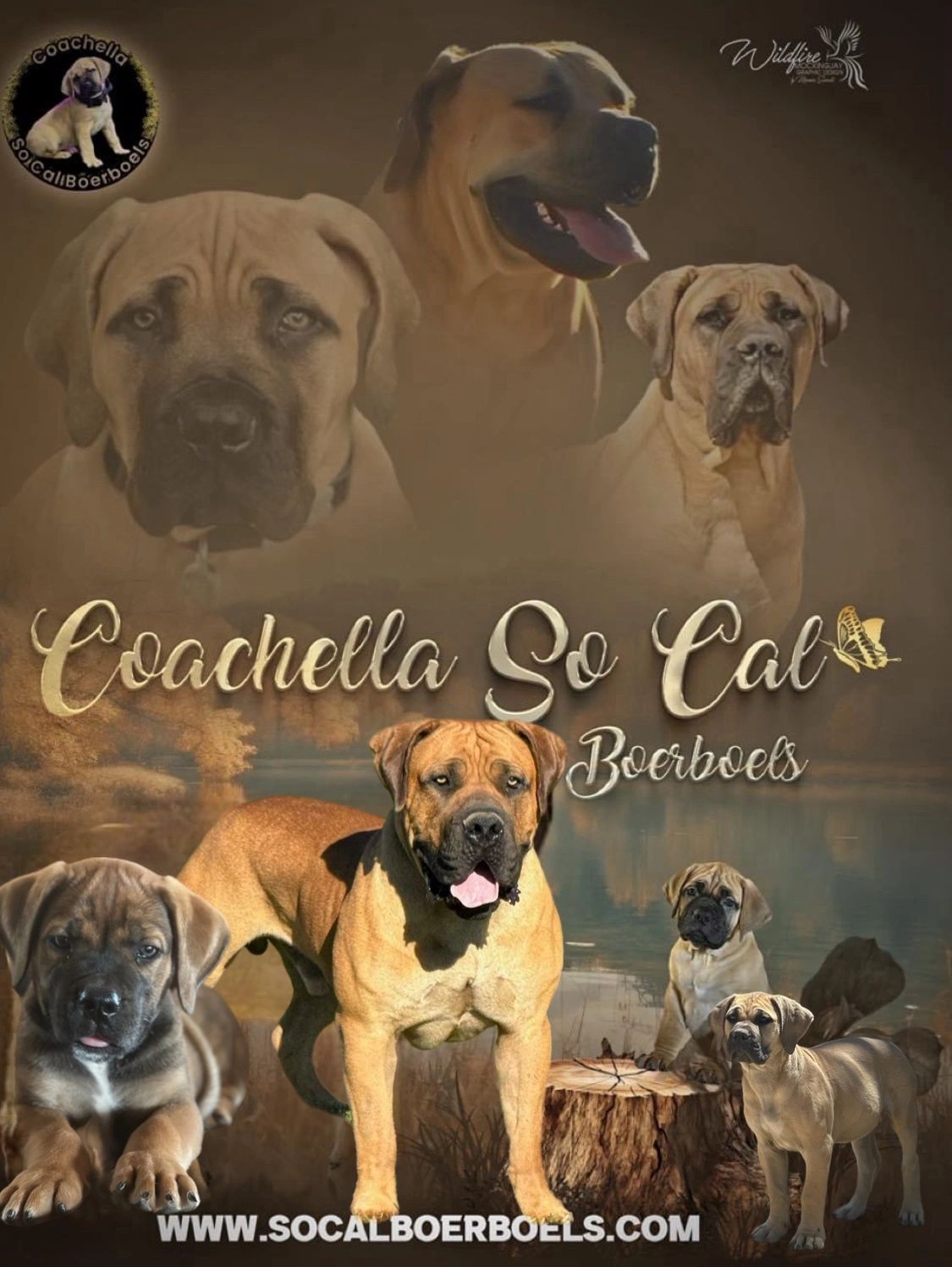 South African Boerboel Rescue