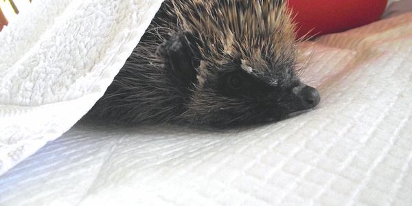 Hedgehog Cabin - Hedgehogs, Rescue