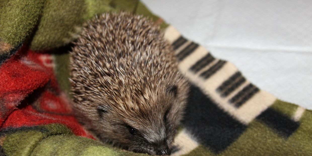 Hedgehog Cabin - Hedgehogs, Rescue