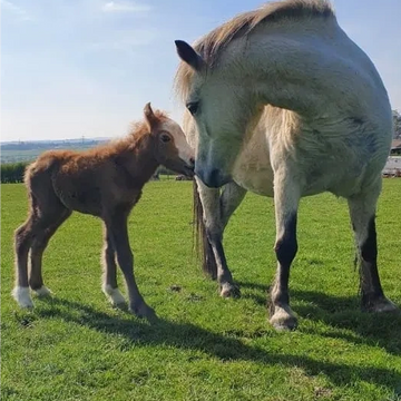 The Robinsons Retirement Ranch - Grass Retirement Livery, Full ...