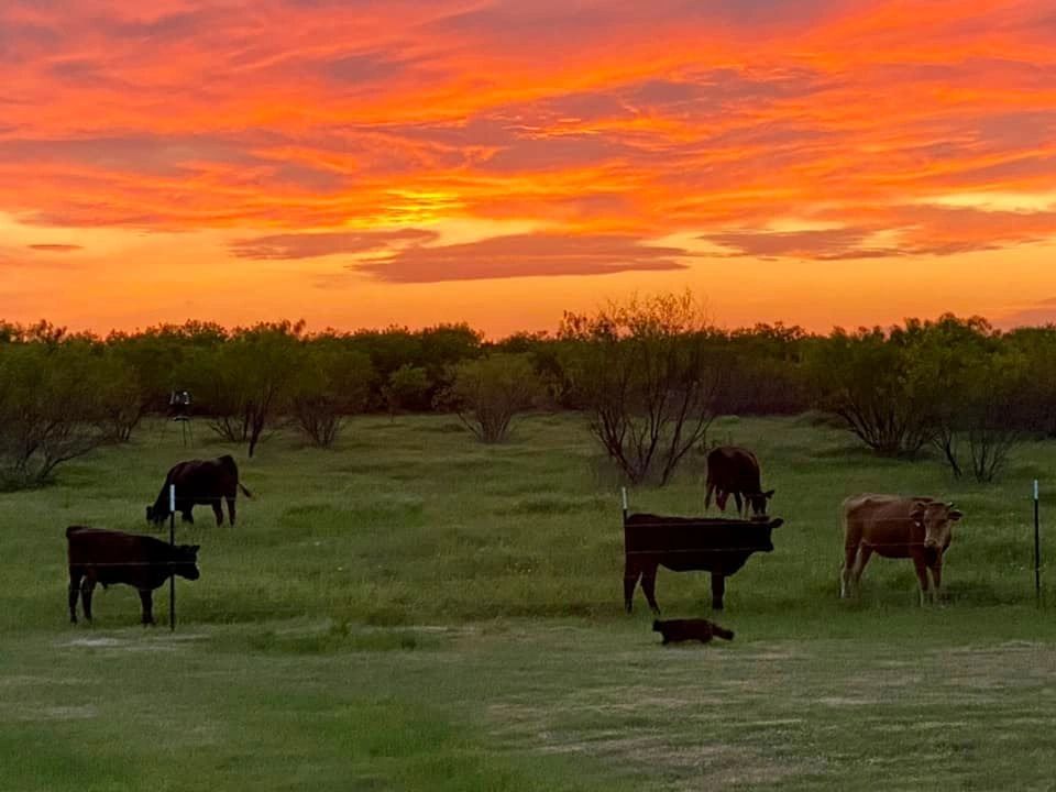Mesquite Creek Farms