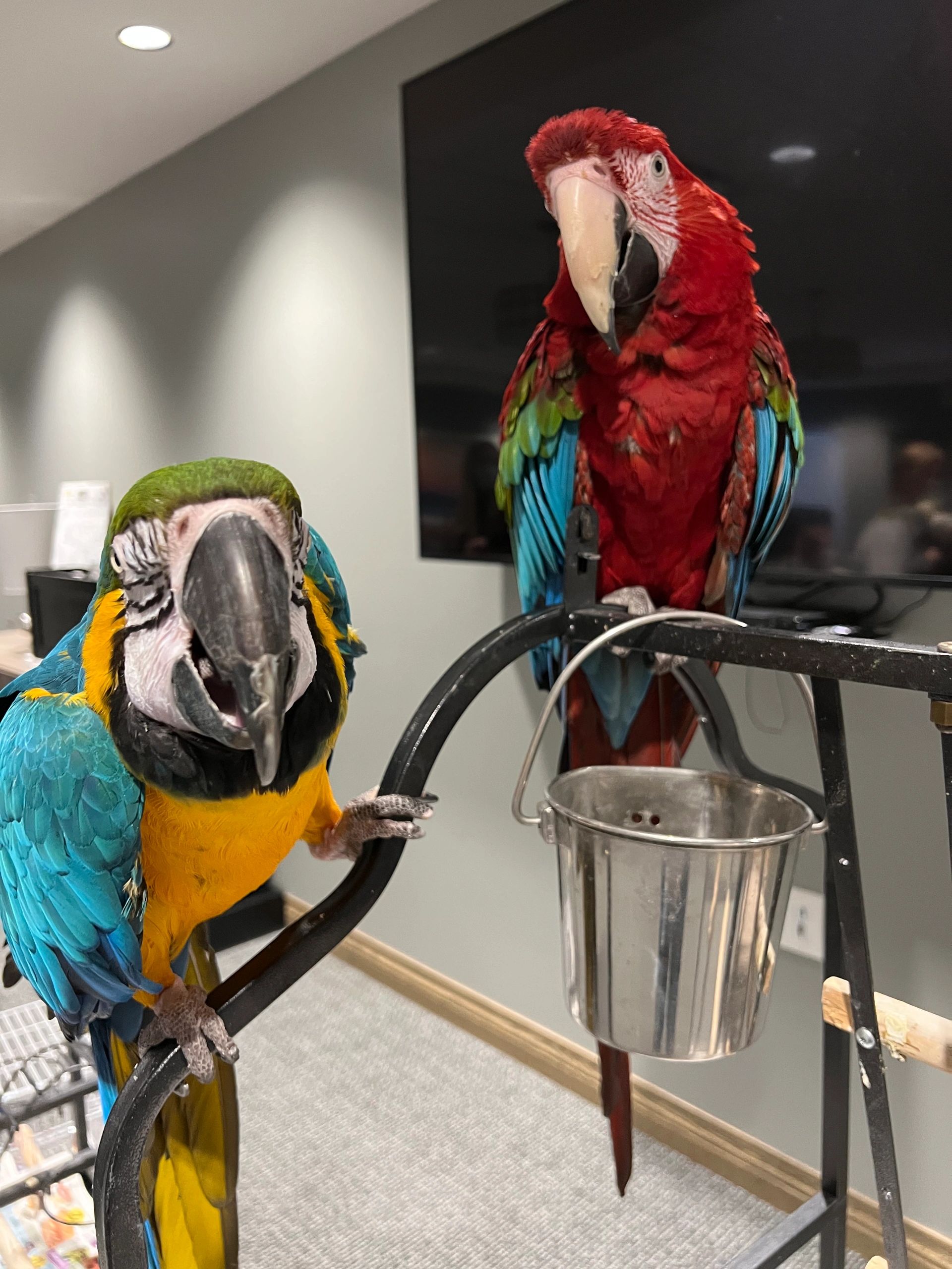 What are Healthy Parrot Snacks?