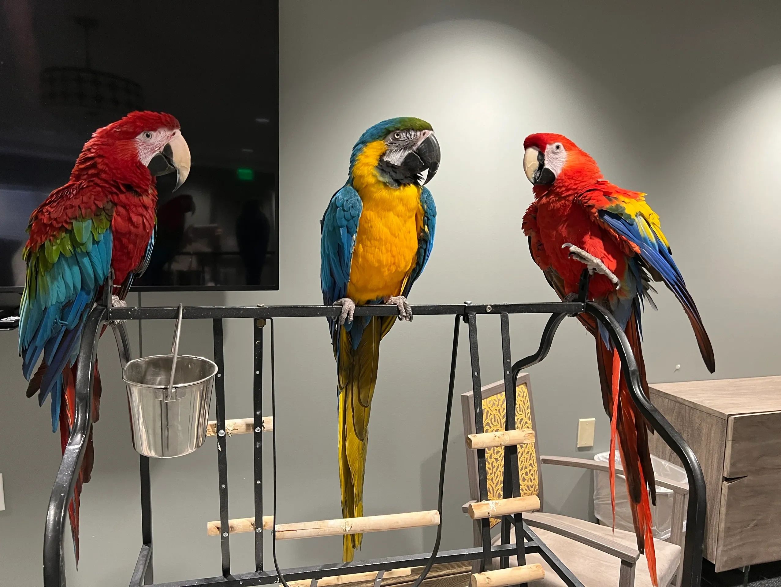 Organic Human-Grade Food for Birds - Phoenix Foraging Rolls, LLC