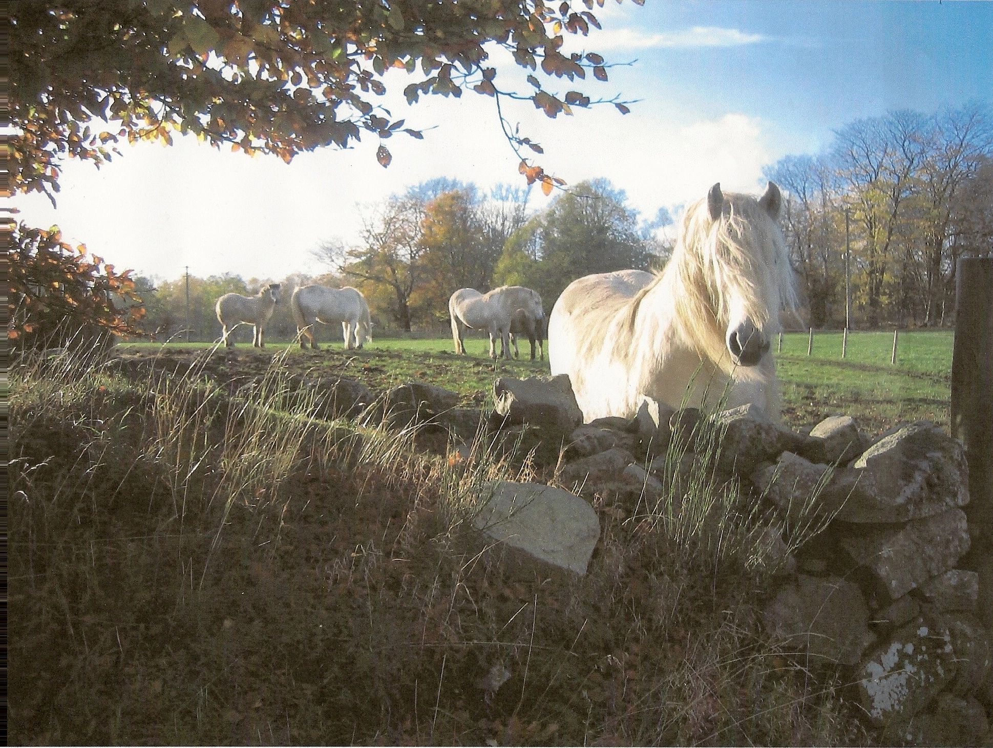 Stablesbrae Livery Yard | West Lodge Highland Ponies & Stablesbrae ...