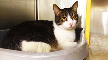 Cats | The Ark of San Juan Animal Rescue