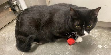 Cats | The Ark of San Juan Animal Rescue