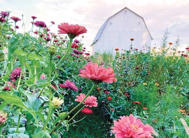 Amelia's Flower Farm