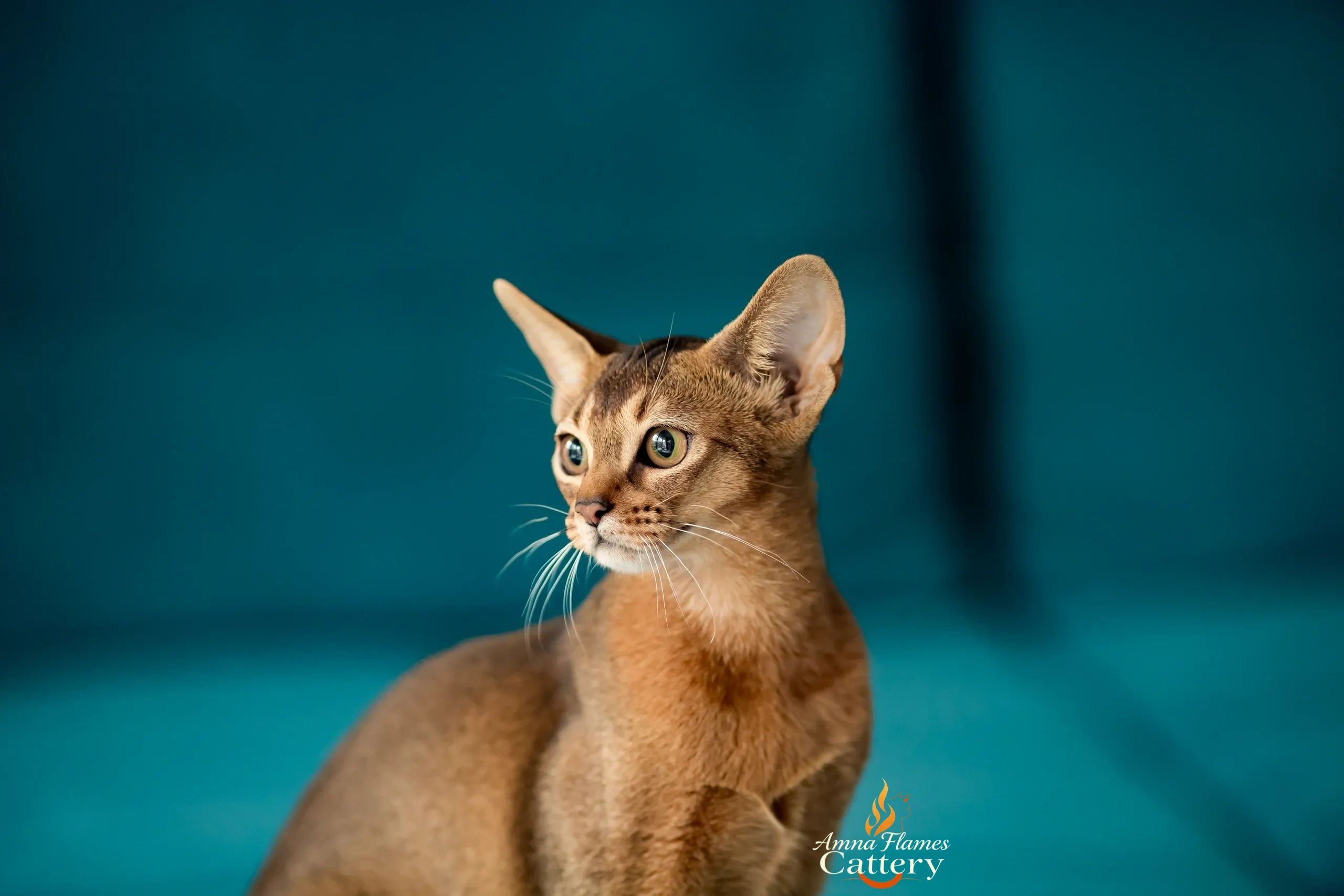 Abyssinian Romania - Pisica Abisiniana, Abisiniana, Abyssinian România ...