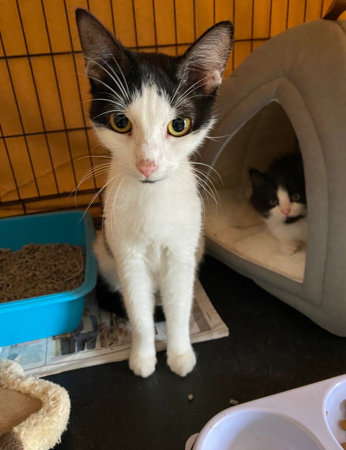 6 Simple Ways to Help Your Local Cat Rescue Centre