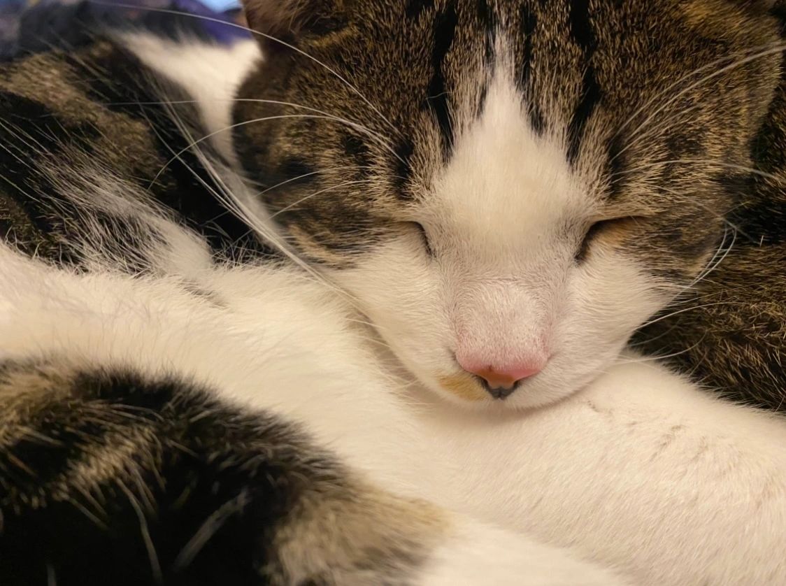International Cat Day 2022 - Cat Friendly Resources