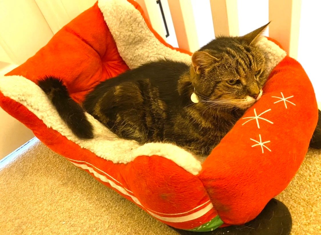 Old Boy Diddy and Grooming a Senior Cat