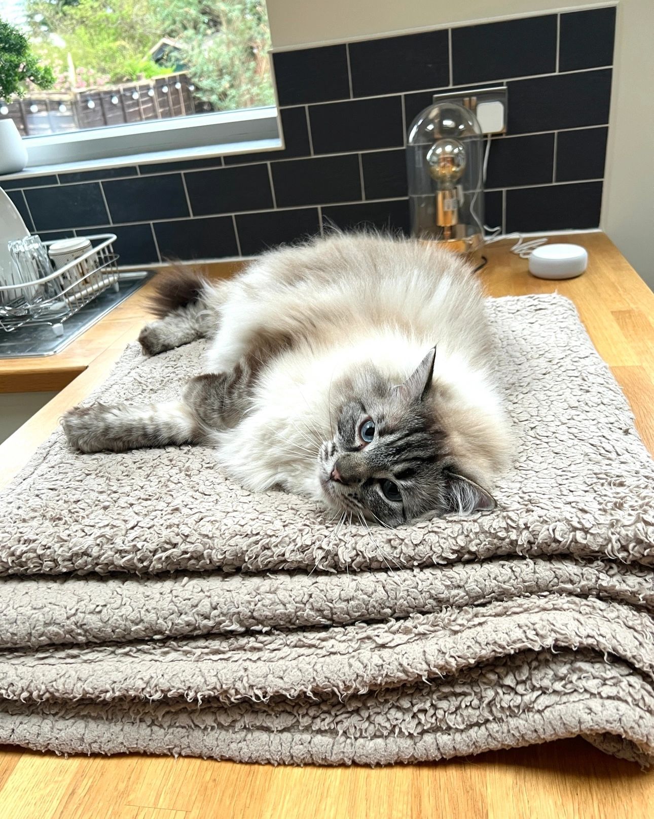 What to Expect from The Kat Lady Team