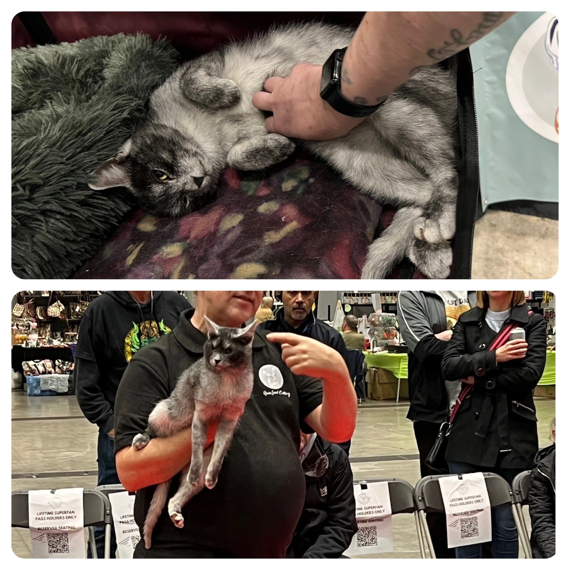 Lets Talk About Cat Shows
