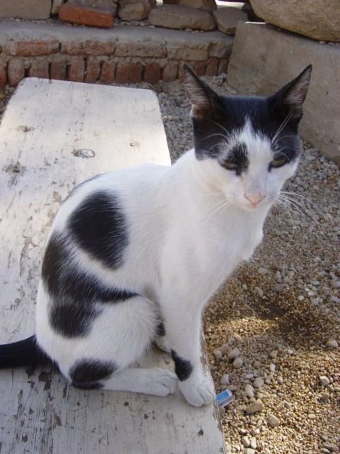 Using Reiki with Cats
