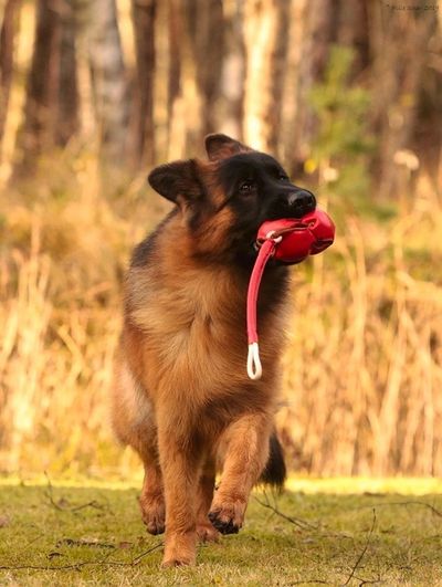 OUR DOGS | Centennial German Shepherds