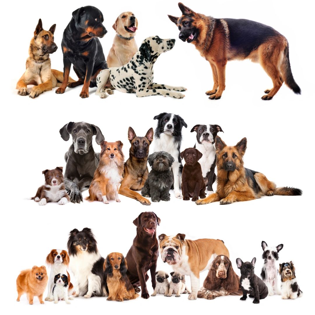 BARK! Canine Club & Resort - Dog Park - Mesquite, Nevada