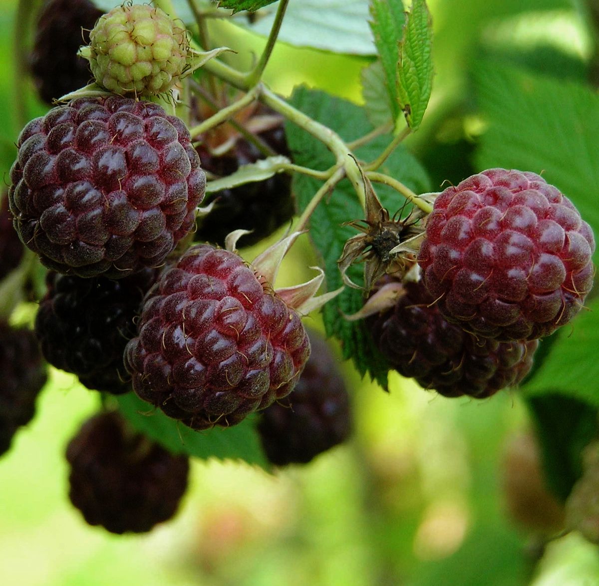 Columbia Blue Raspberry Jam