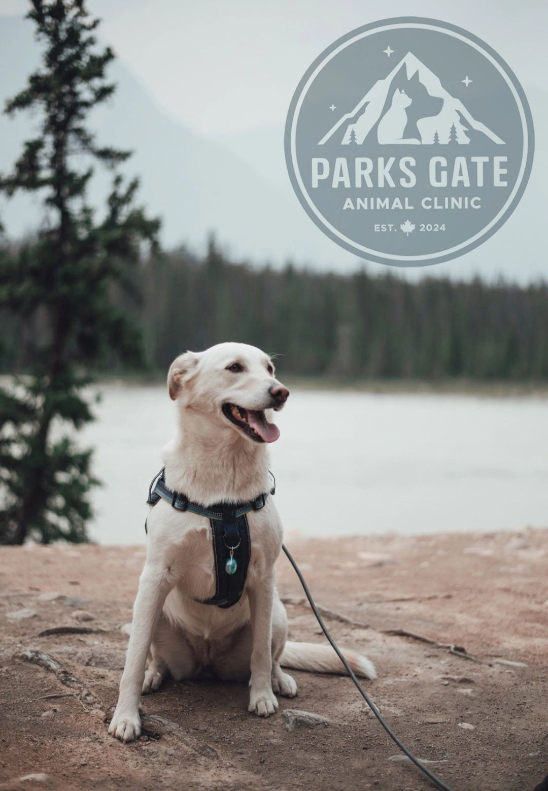Top-Quality Veterinary Care at Parks Gate Animal Clinic