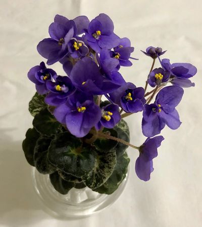 Contact | JoS Violets