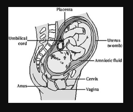 PHYSIOLOGY OF PREGNANCY