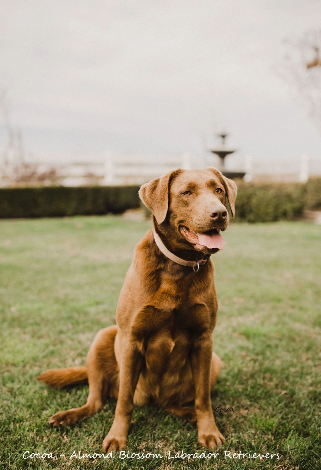 Are Labrador Retreivers Loyal