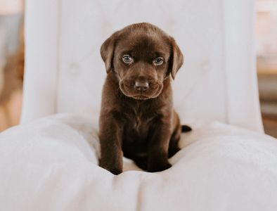 Labrador Retriever Puppies - Labrador Retriever Puppies