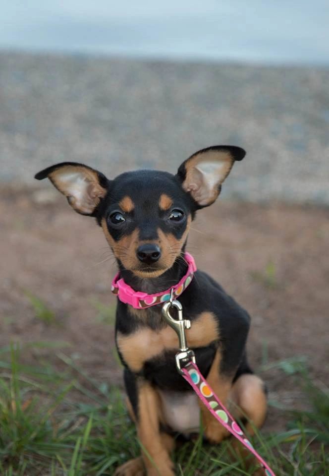 CASEY-LEE KENNELS - Chihuahua Breeder, Prague Ratter Breeder