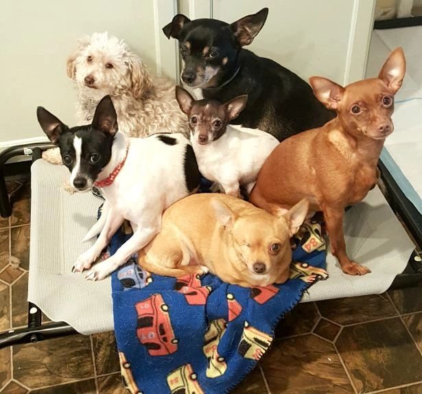 Special Paws | Special Paws