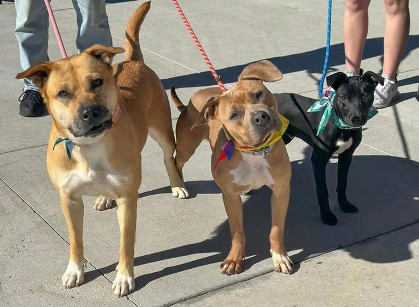 Humane Society Iowa | Almost Home Pet Adoptions