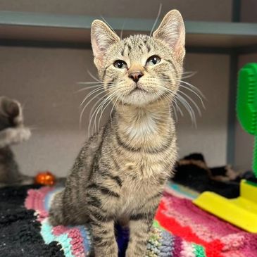 Humane Society Iowa | Almost Home Pet Adoptions