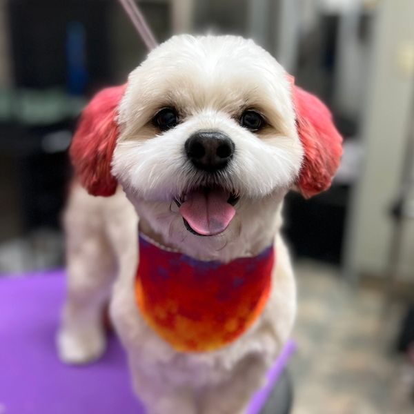 Kat n Dog Grooming - Home