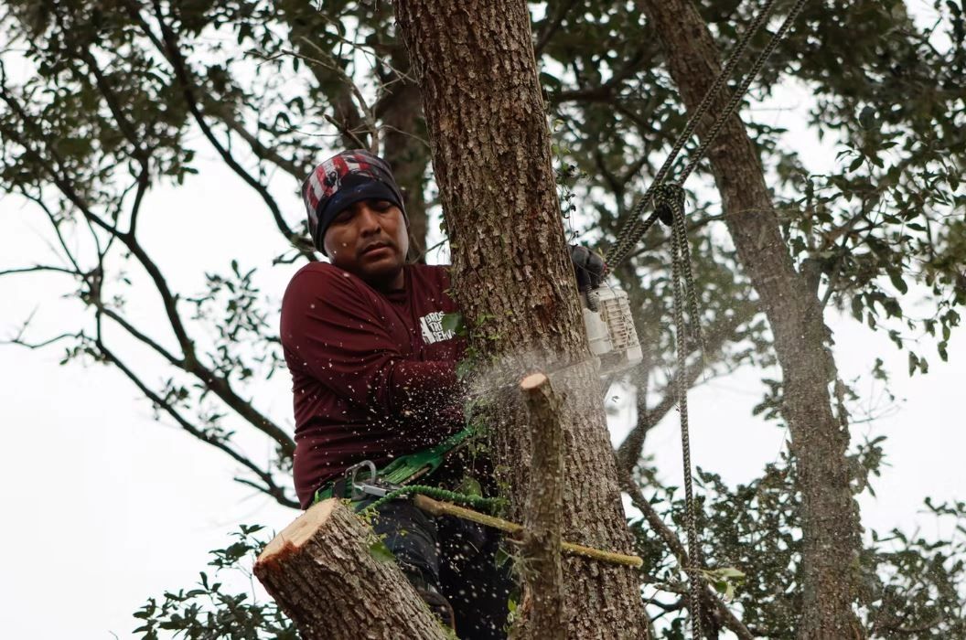 Brothers Tree Service LLC - Expert Tree Care