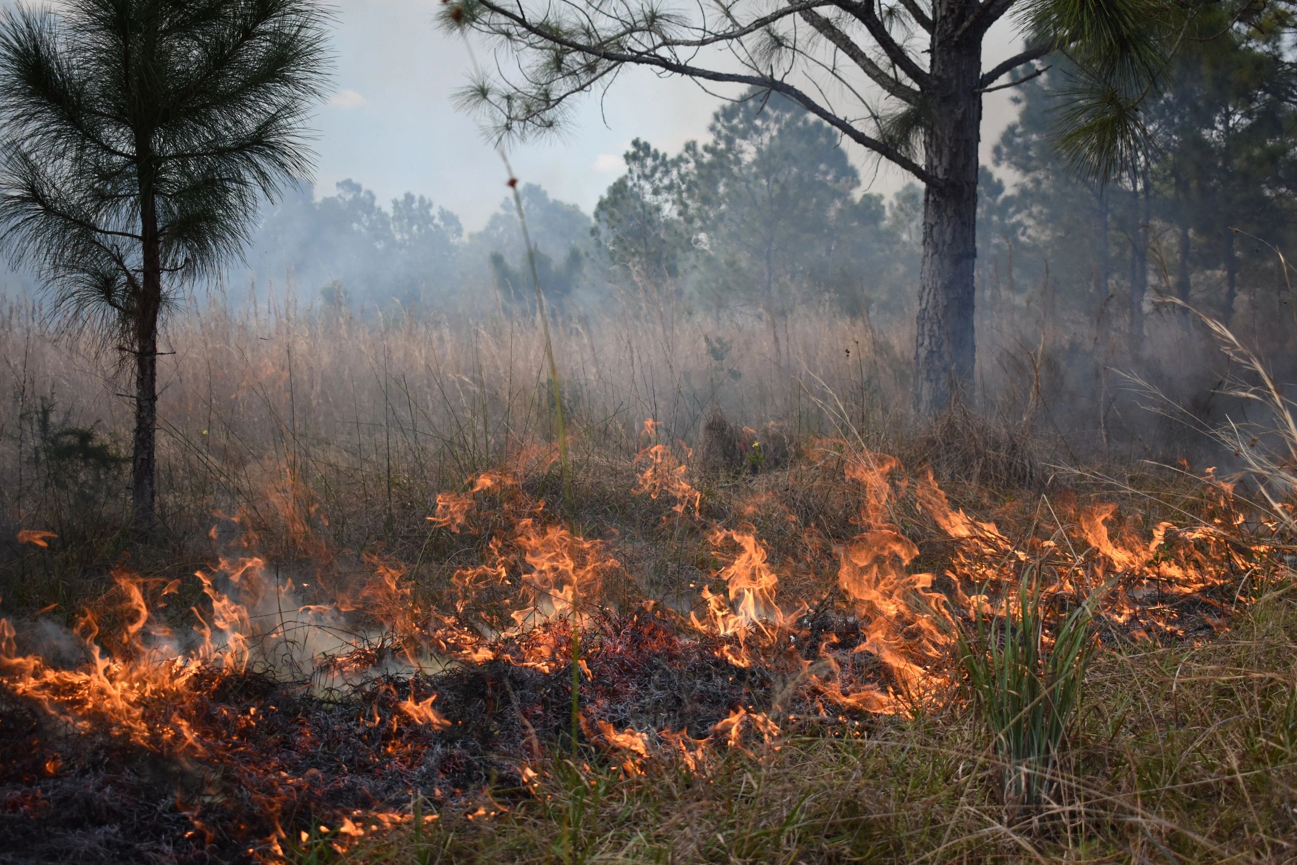 Wildlife Management | ECO Land & Wildlife