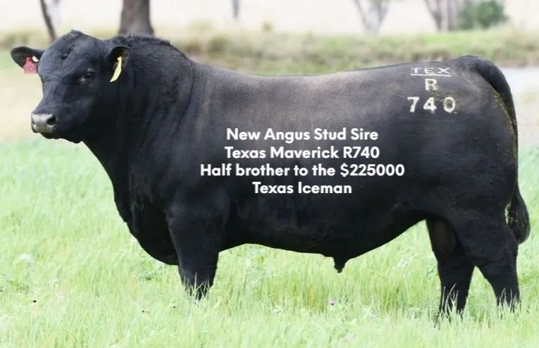 ANGUS BULLS FOR SALE