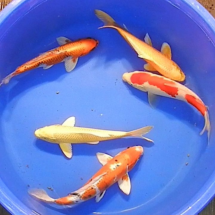 HOW TO ACCLIMATE NEW KOI AND OTHER FISH TO YOUR POND OR AQUARIUM