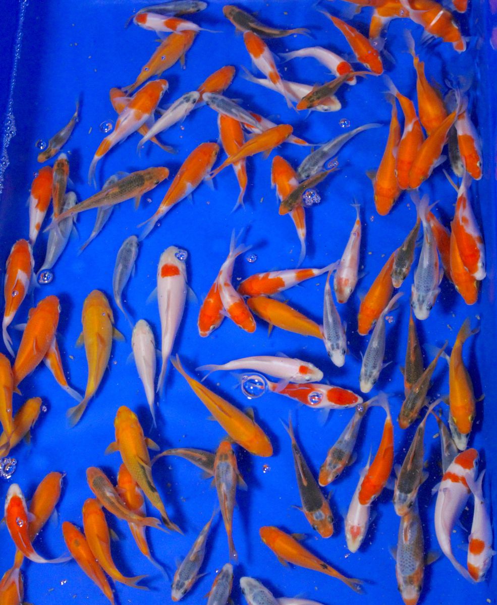 Koi Pond Pack