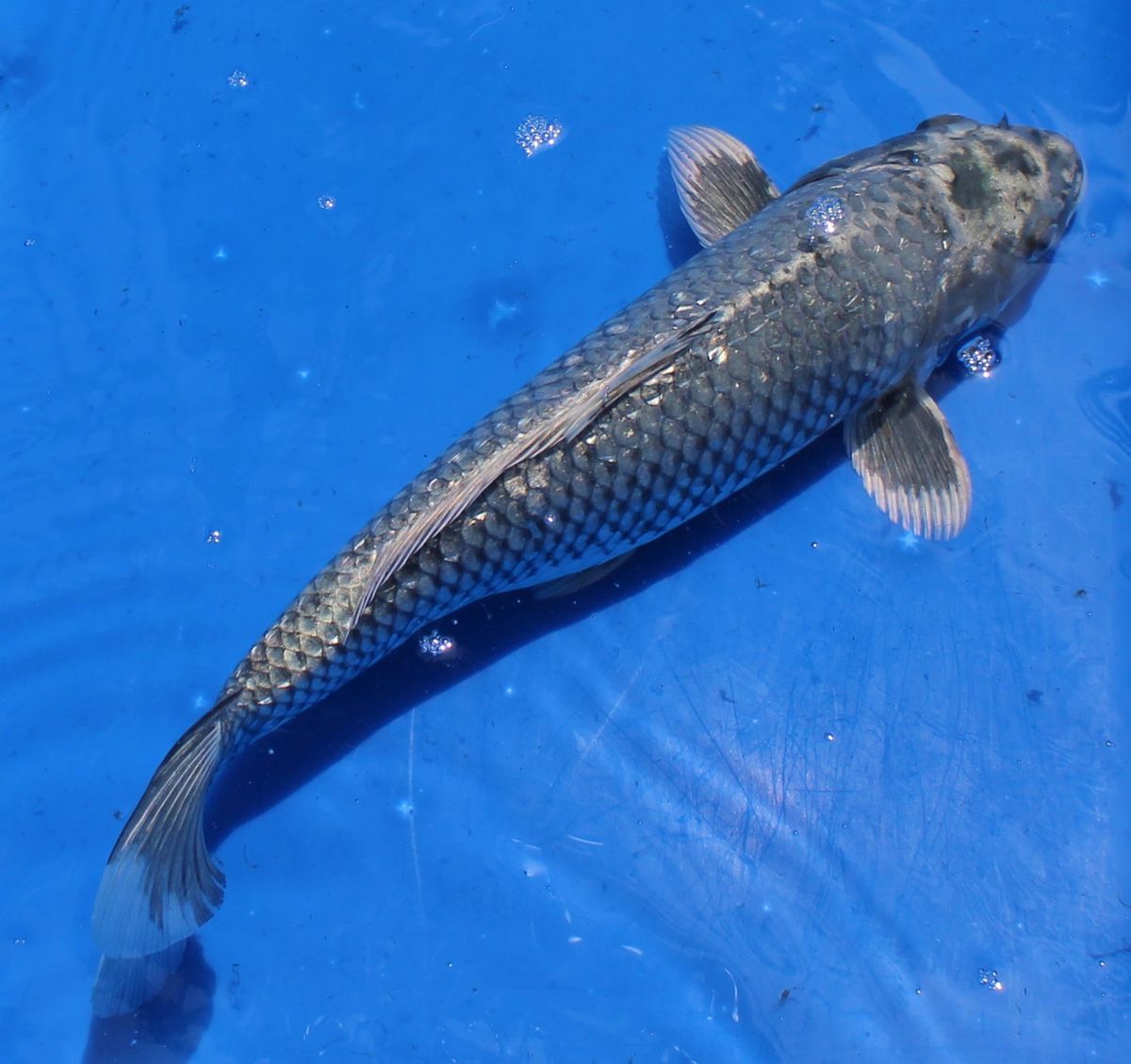 18 " Soragoi Koi