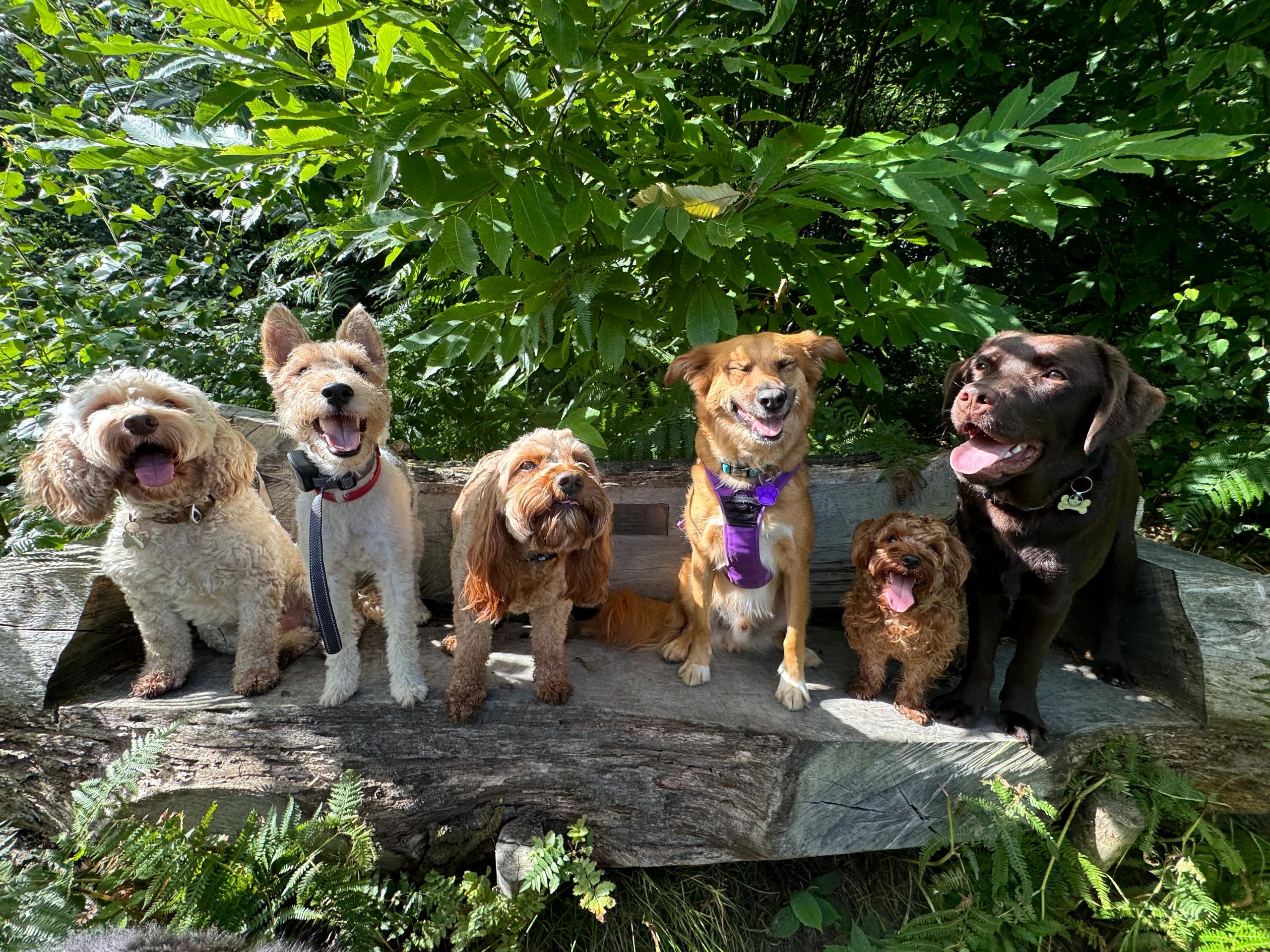 Price List | Harry's Hounds | Dog Walking & Home Boarding Service in ...