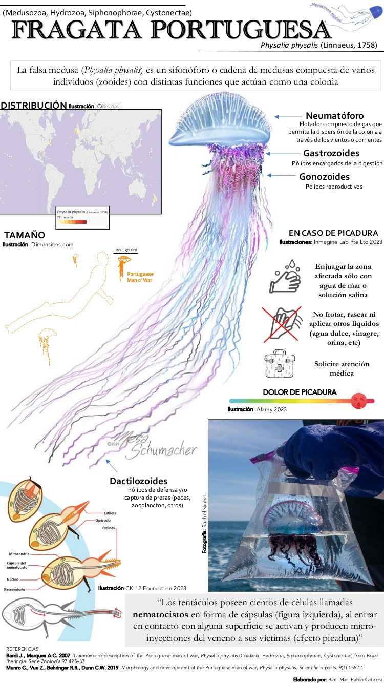 La fragata portuguesa