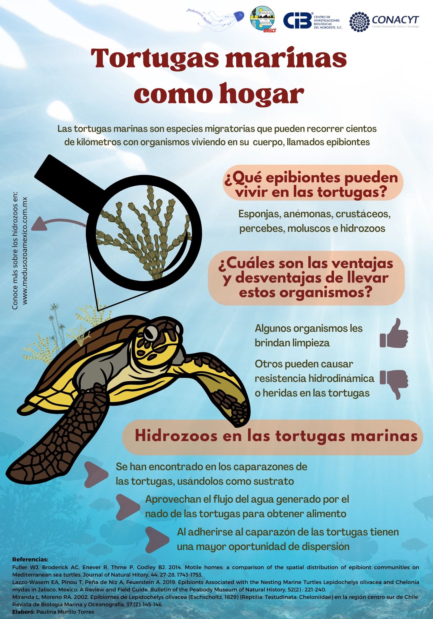 Tortugas marinas como hogar